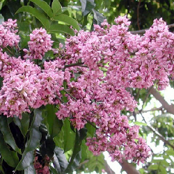 Trees – Arboles – Flora Tropical