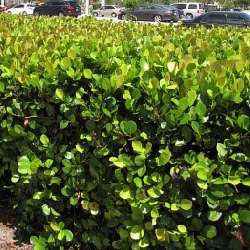 Shrubs – Arbustos – Flora Tropical